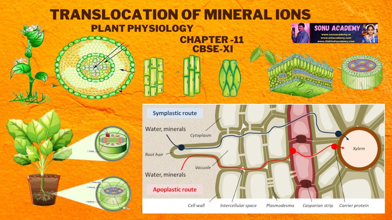 Translocation of Mineral Ions | Plant Physiology | UNIT 4 | Transport ...