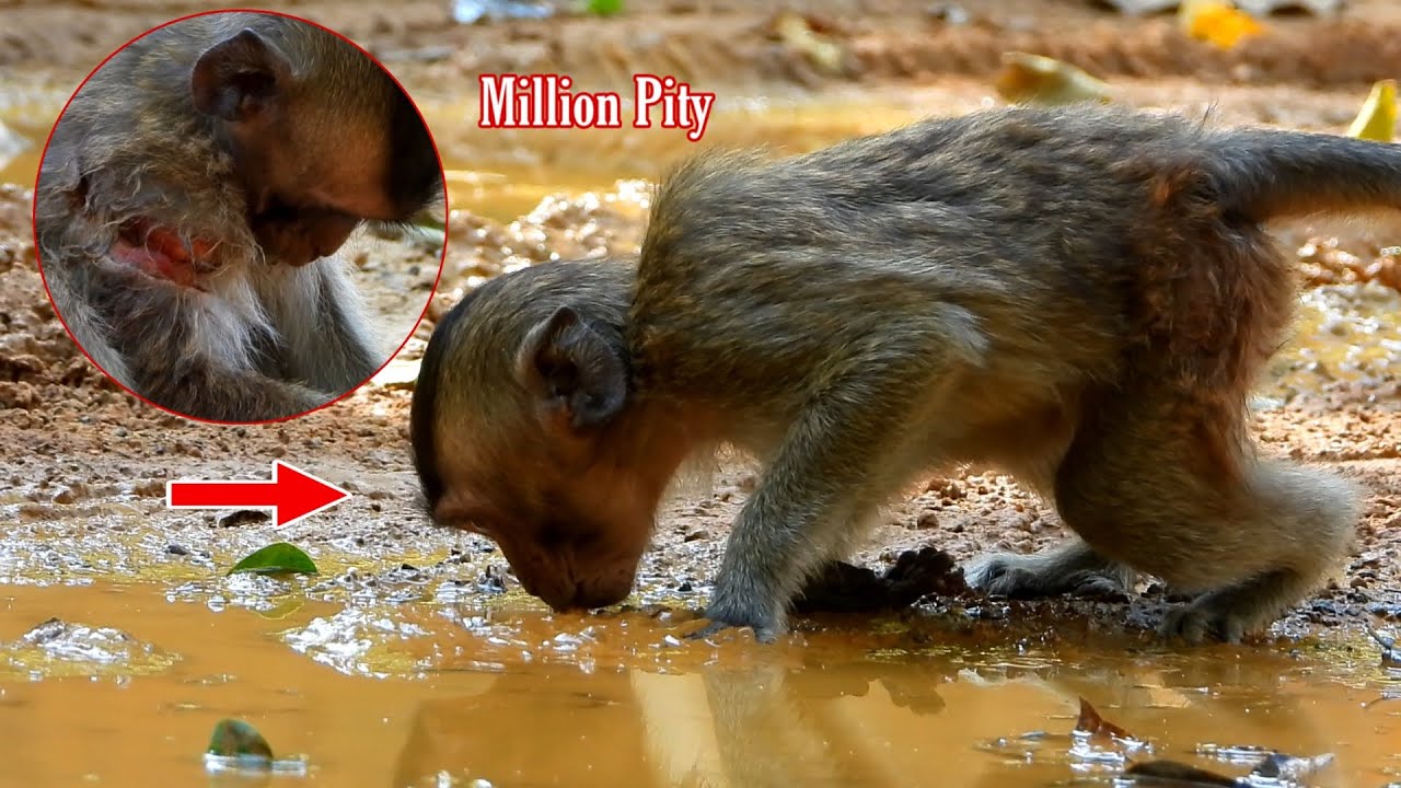 Very Heartbroken ! Poor Baby Monkey Harry Weak And severe injuries ...