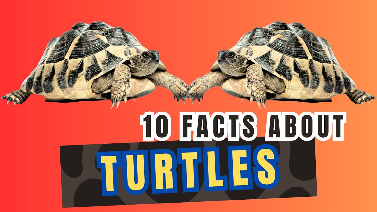 10 FACTS ABOUT TURTLES - YouTube