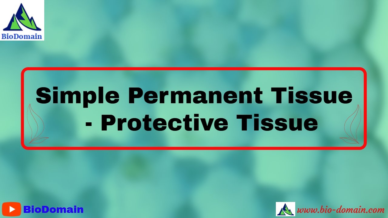 Simple Permanent Tissue - Protective Tissue | Plant Tissue - YouTube