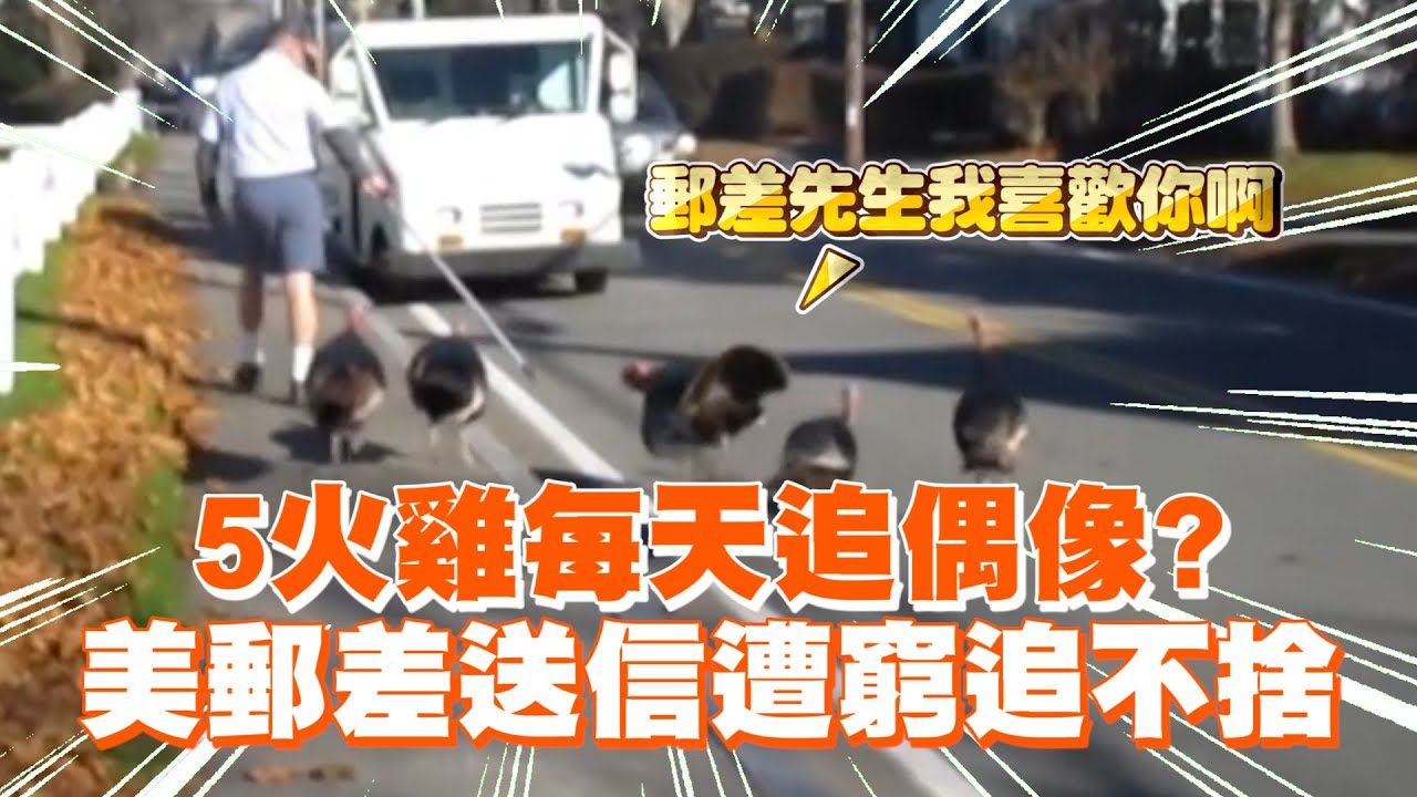 火雞每天追偶像？美郵差送信遭窮追不捨Turkeys Attack Mailman｜寵物｜國際｜美國｜看新聞 - YouTube