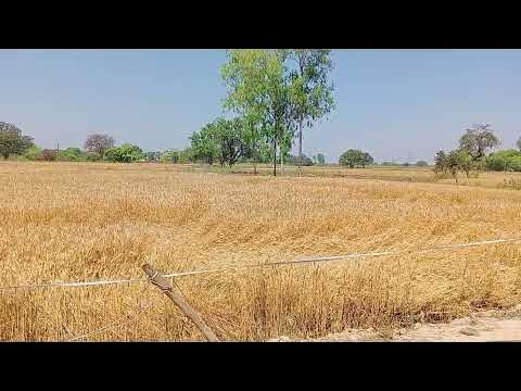 gehu ka khet - YouTube
