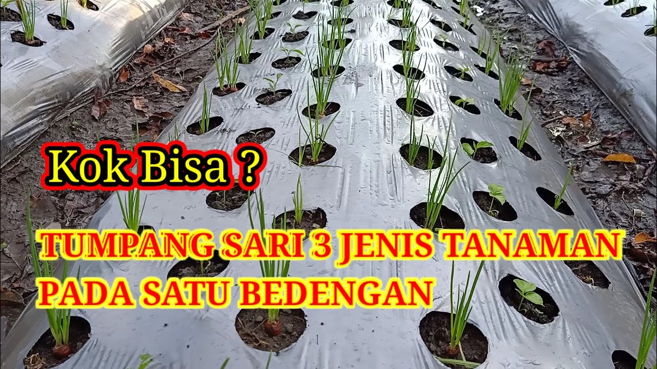 Tips Tumpang Sari Tiga Jenis Tanaman dalam Satu Bedengan - YouTube