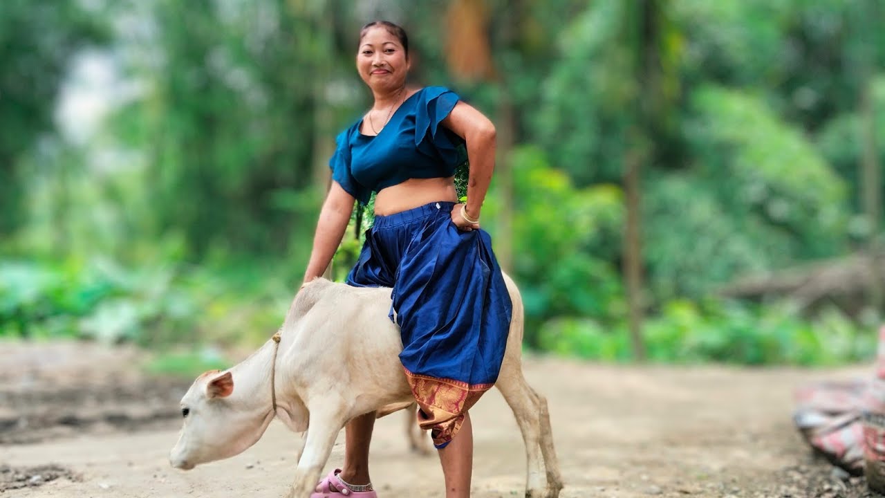 Cow riding full weight | funny riding cow |cow riding village ️ - YouTube