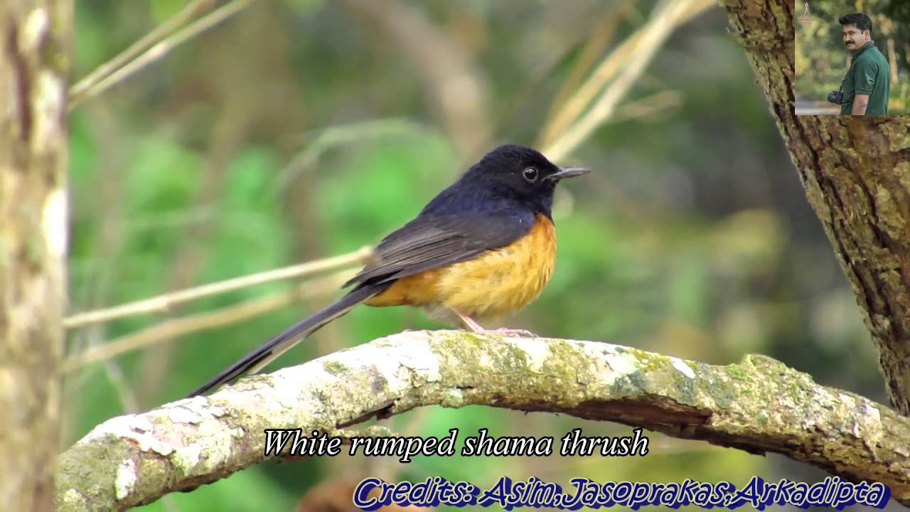 41 Beautiful Birds With Name Bengali New Year 1422 Greetings YouTube 41-beautiful-birds-with-name-bengali-new-year-1422-greetings-youtube