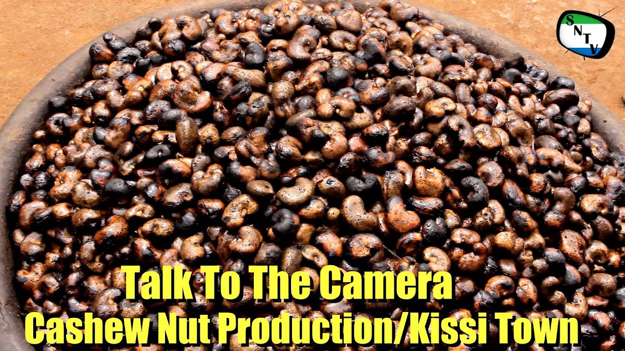 Talk To The Camera - Cashew Nut Production|Kissi Town - Sierra Leone ...