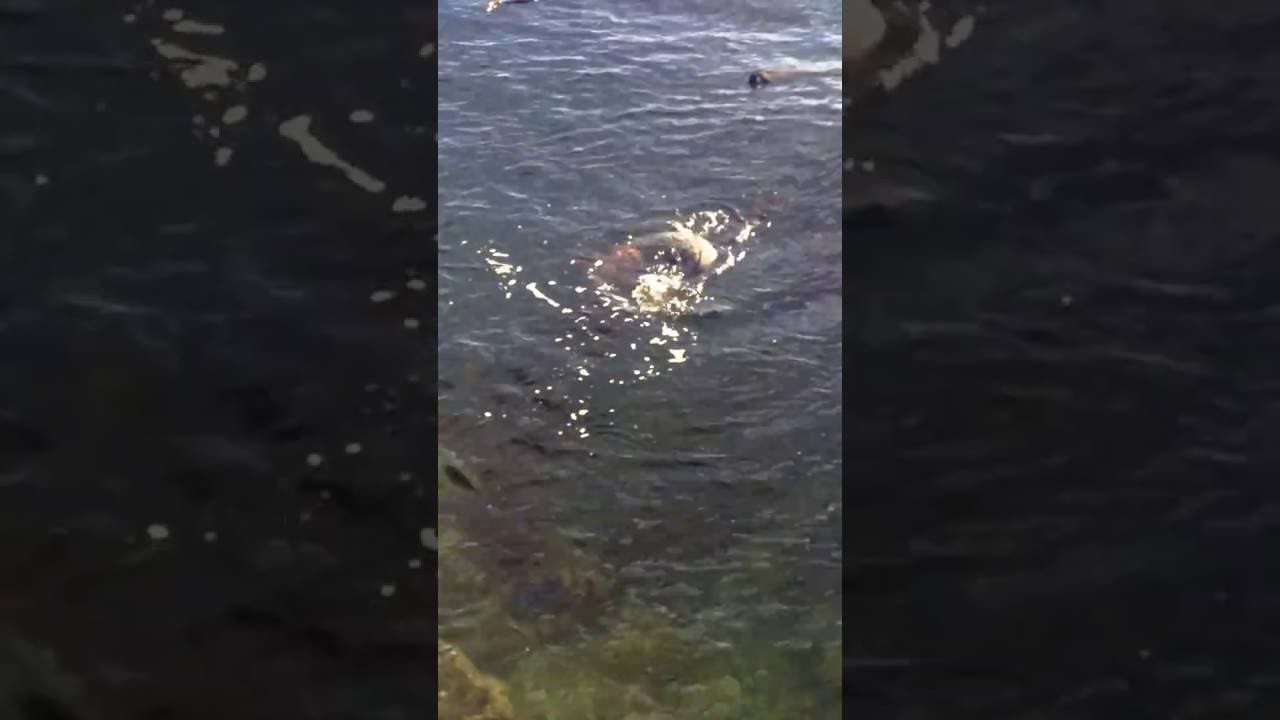 Seal vs octopus at Ogden Point! - YouTube