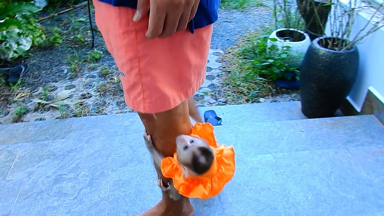 Bunny run fast stop Daddy not to go please take her up. - YouTube