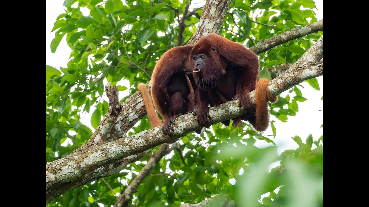 Howler Monkeys in Northern Colombia - YouTube