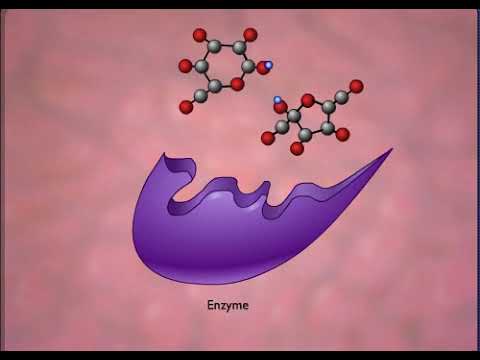 Action saccharase - YouTube