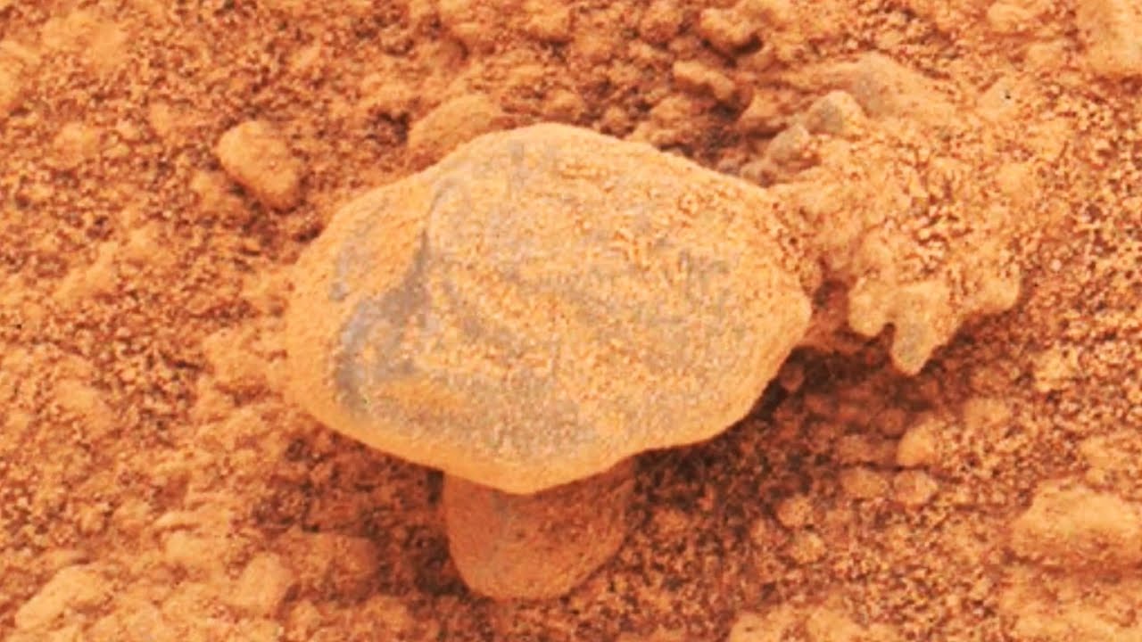 Life Found On Mars Mushrooms Found Curiosity Rover - YouTube