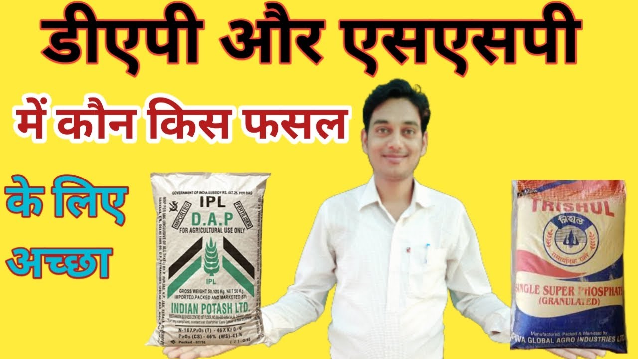 dap vs ssp खाद में अंतर । दोनों में कौन अच्छा । dap fertilizer । ssp ...