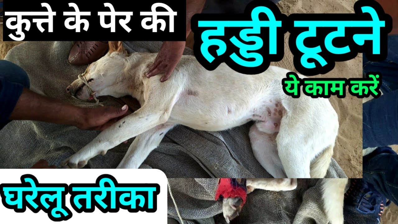 kutte ki haddi kaise jode कुत्ते की हड्डी टूटने पर dog ki haddi tut ...