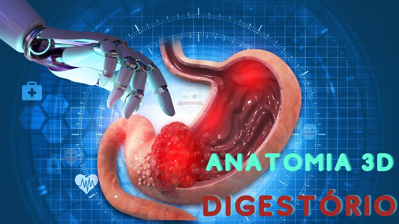 Anatomia 3D Sistema DIGESTÓRIO - YouTube