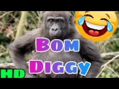 Bom Diggy || Gorilla funny dance😂 || Whatsapp Status ||
