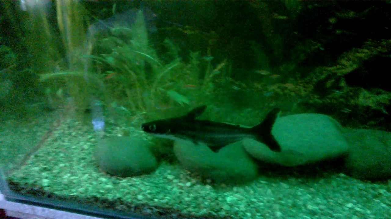 tiburon pangasius en acuario comunitario - YouTube