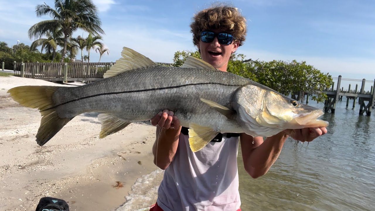 Throwing Massive Mullet For Massive Snook - YouTube