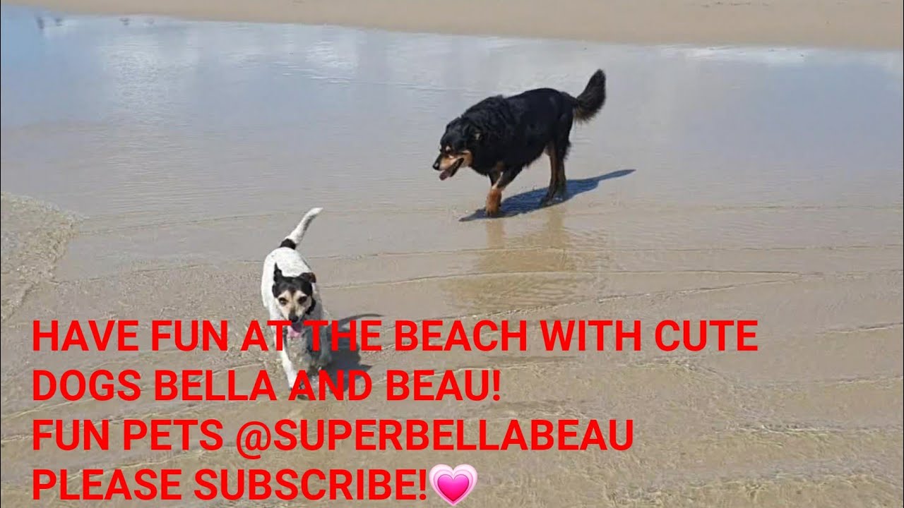 HAVE FUN AT THE BEACH WITH CUTE DOGS BELLA AND BEAU!🐶🏝 - YouTube