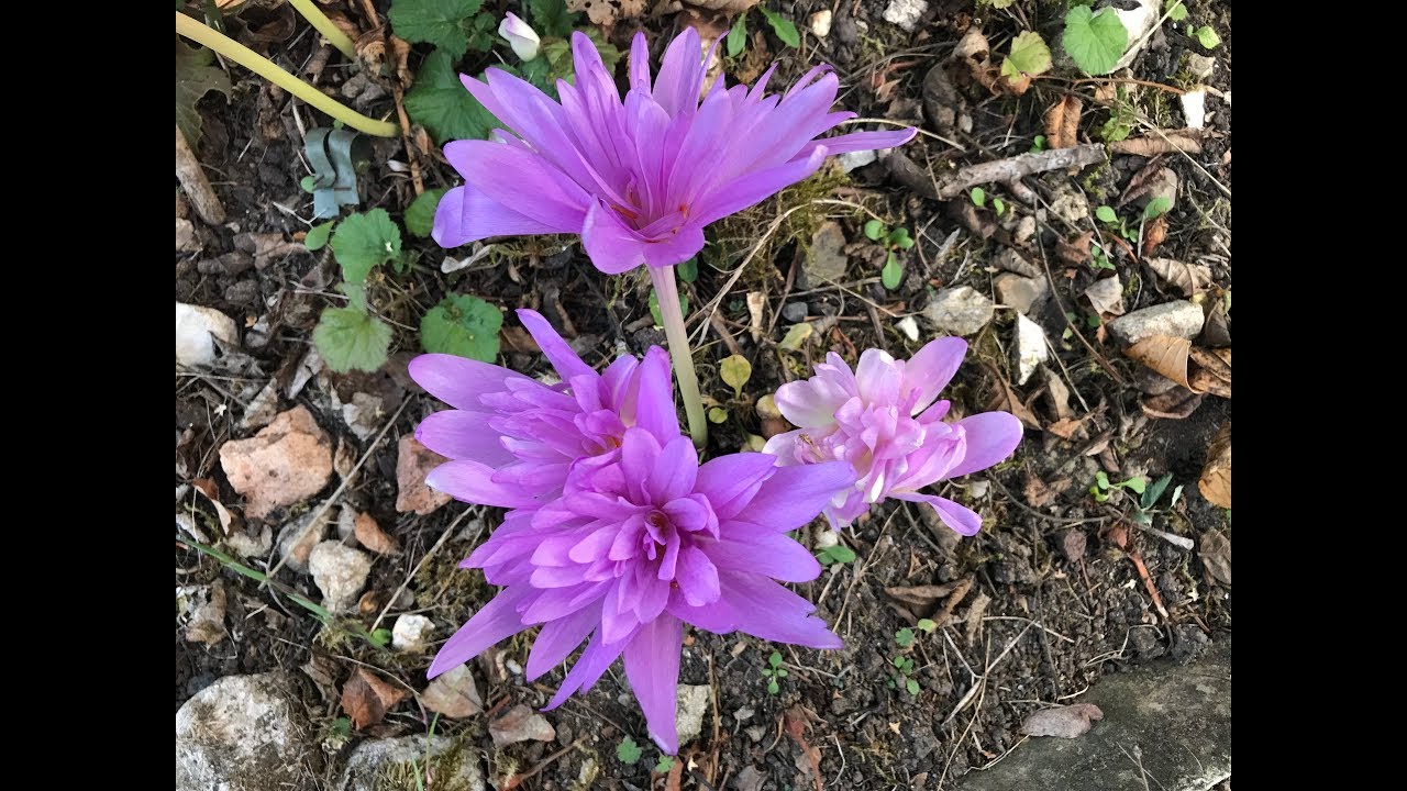 Colchique d'automne double 'Colchicum autumnale' 'Automne Waterlily ...