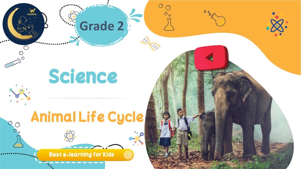 Animal Life Cycle - Science Grade 2 - YouTube
