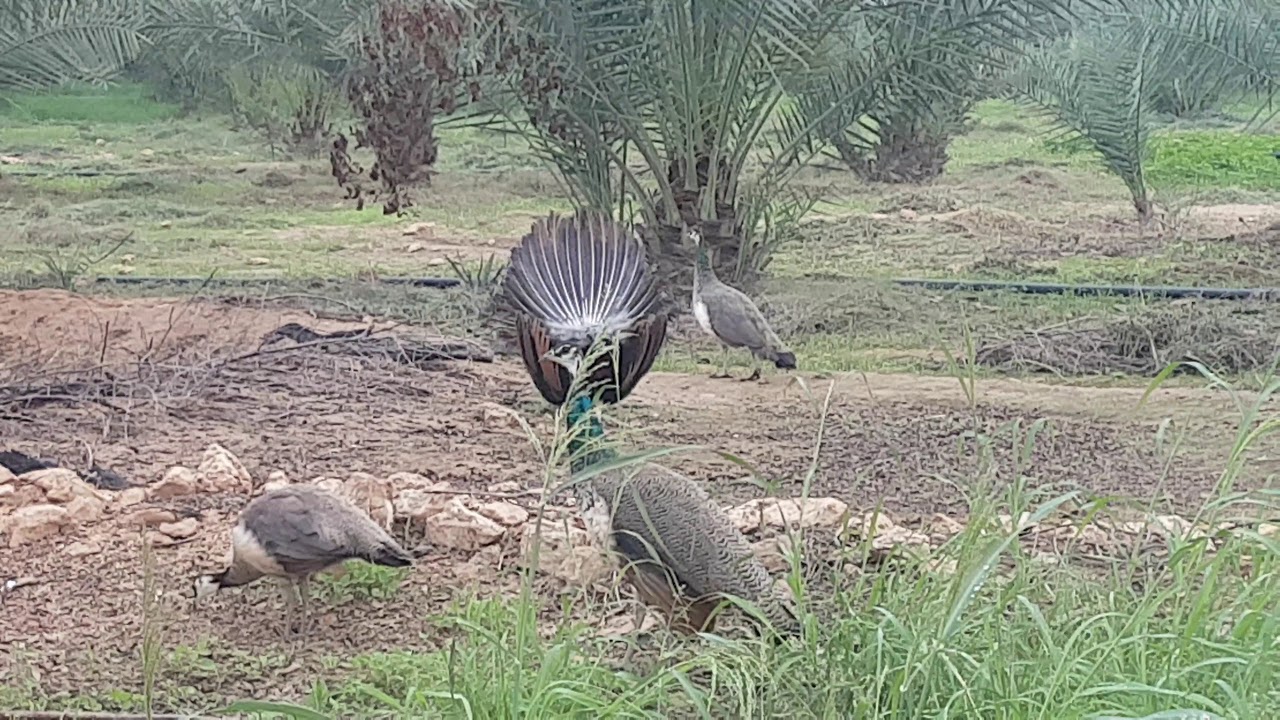 Wildlife in qatar - YouTube