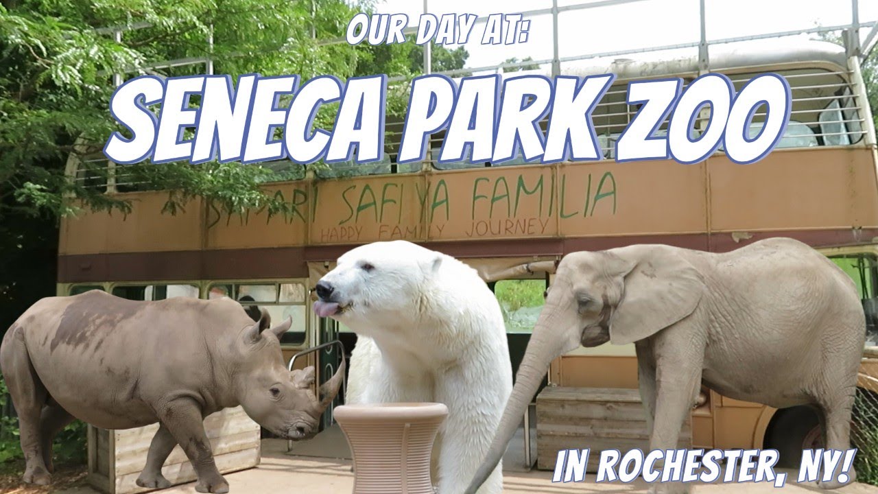 Everything We Saw At Seneca Park Zoo in Rochester, NY! Rhino! Elephant ...