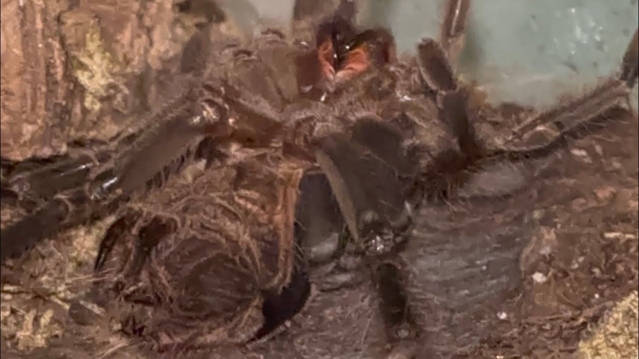 TARANTULA MOLTING! 😳😧 Pamphobeteus sp Tigris gets closer to its adult ...