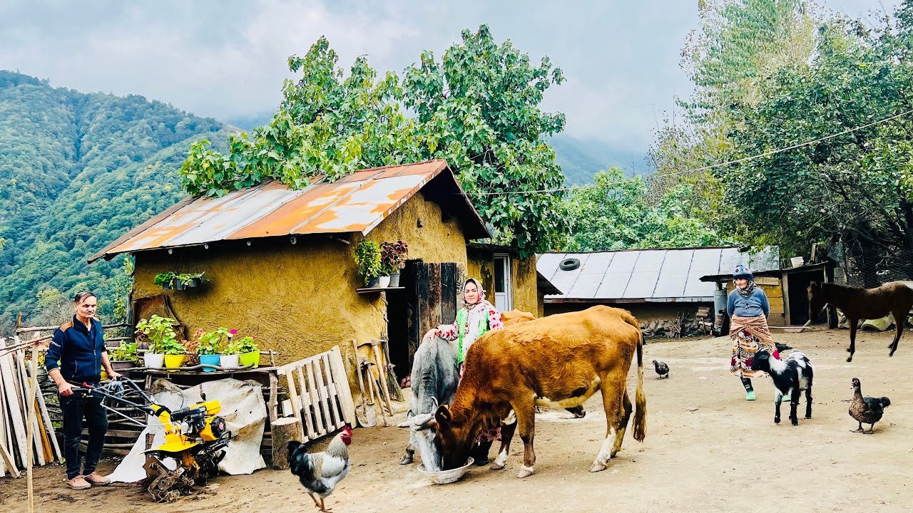 Planting Garlic on the Farm with Help of Husband with Plow Machine ...