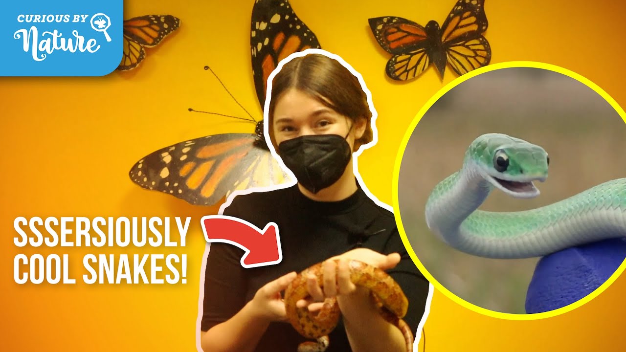 All About Snake Body Parts (Do Snakes Have Bones?) - YouTube
