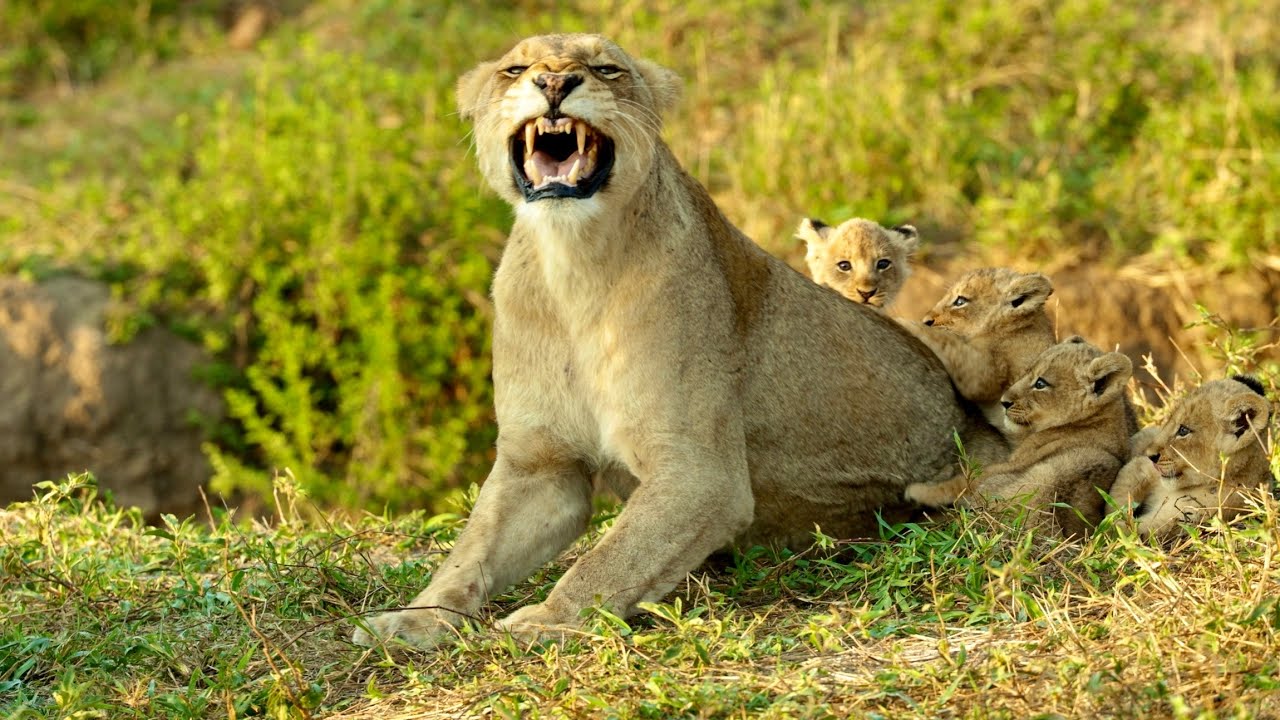 4 Tiny Lion Cubs Being Cute (Best Wildlife Experience) - YouTube
