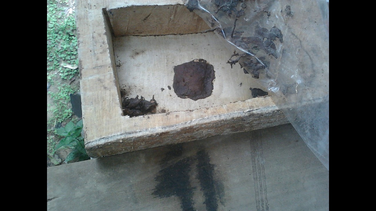 Stingless bee Lebah kelulut Terminata dan H. Itama - YouTube