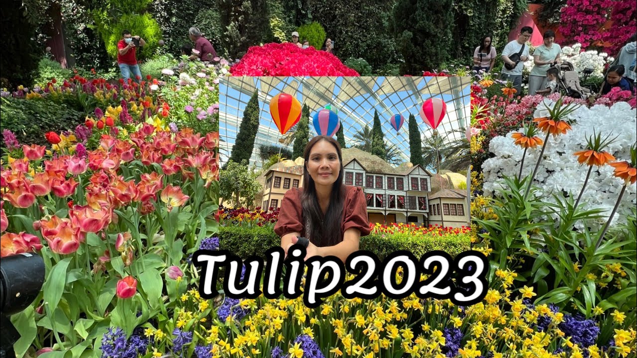 The Beauty of Tulips #fypシ #tulips 💜 - YouTube