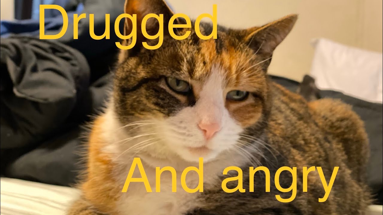 I Drugged My Cat And She’s Not Happy - YouTube