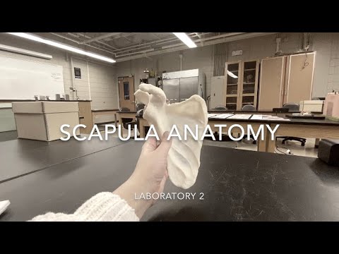 Scapula Anatomy - YouTube
