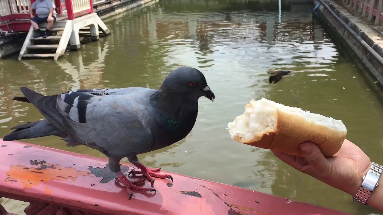 Pigeon eating bread,Pigeon - YouTube