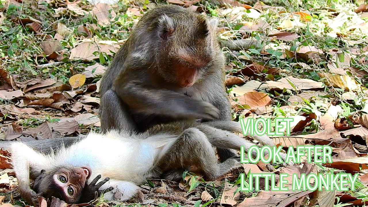 VIOLET LOOK AFTER LITTLE MONKEY.#MONKEY - YouTube