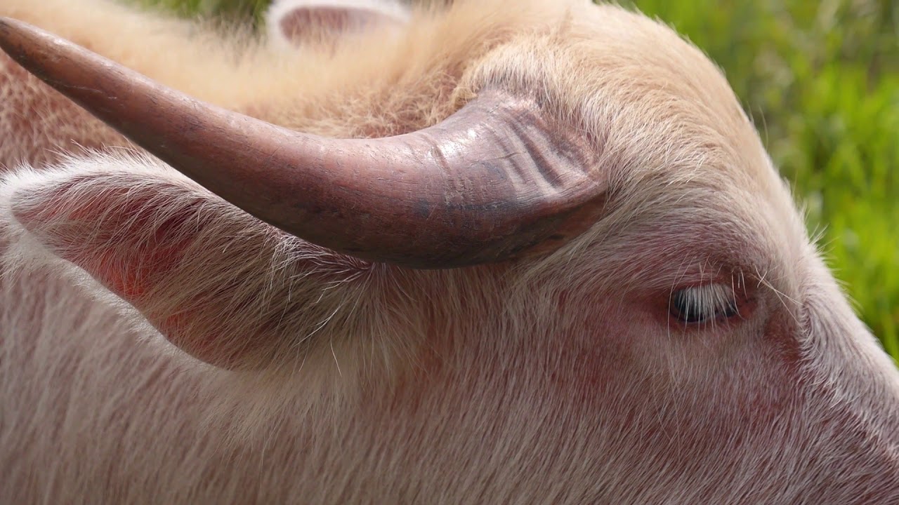 close up of pink bull with big horns - YouTube