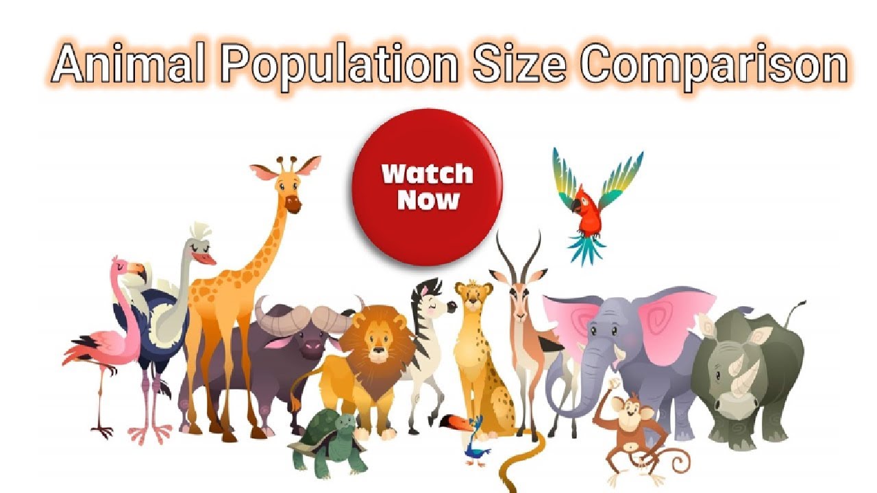 Animal Population Size Comparison - YouTube