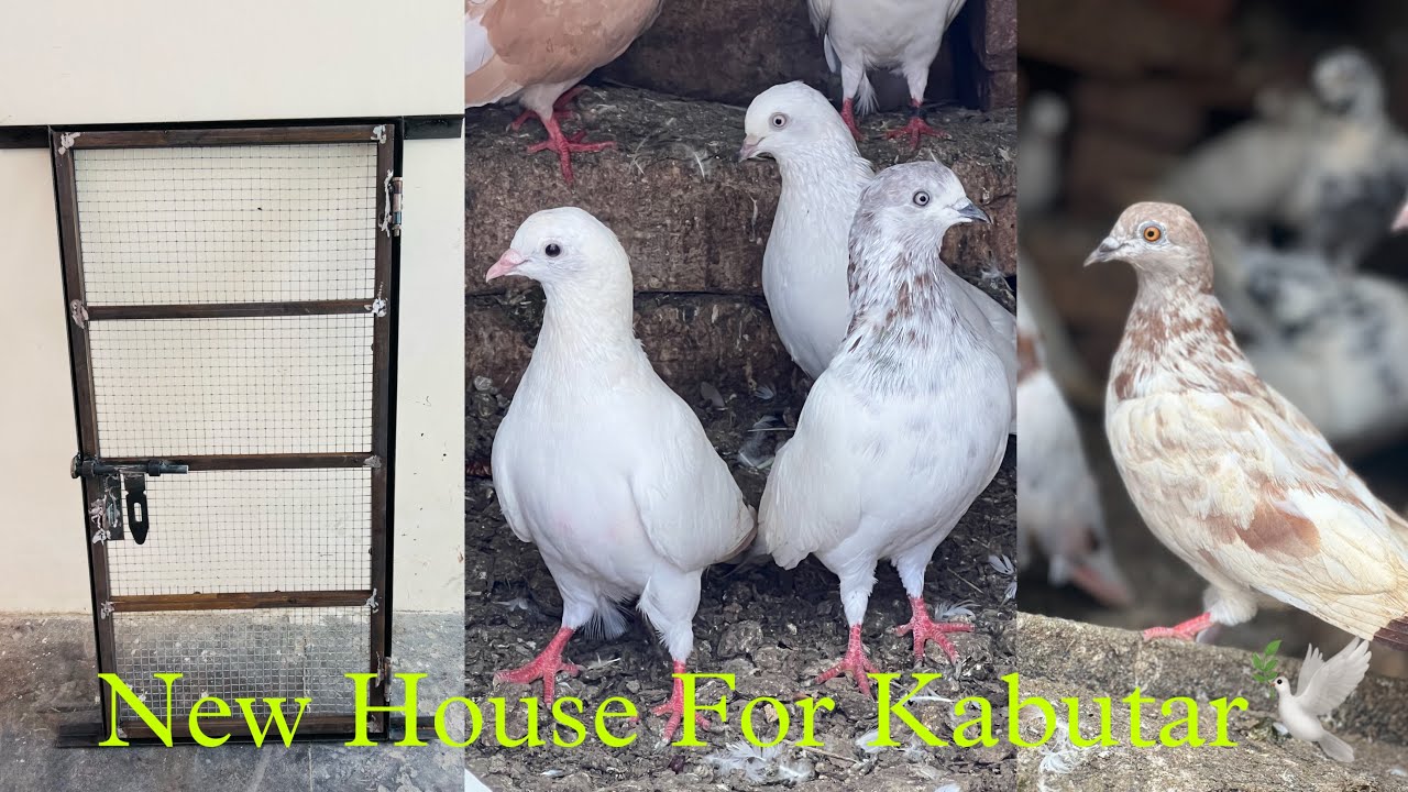 Kabutar Ka New House 🏠 | Punjab Kabutar Bazzi | - YouTube