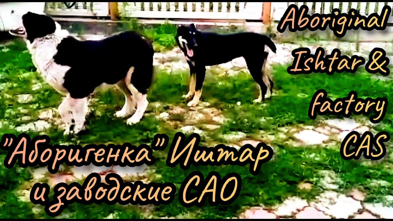 Азиатка аборигенная Иштар🔥овчарка в Казахстане🔥Animal life - aboriginal ...