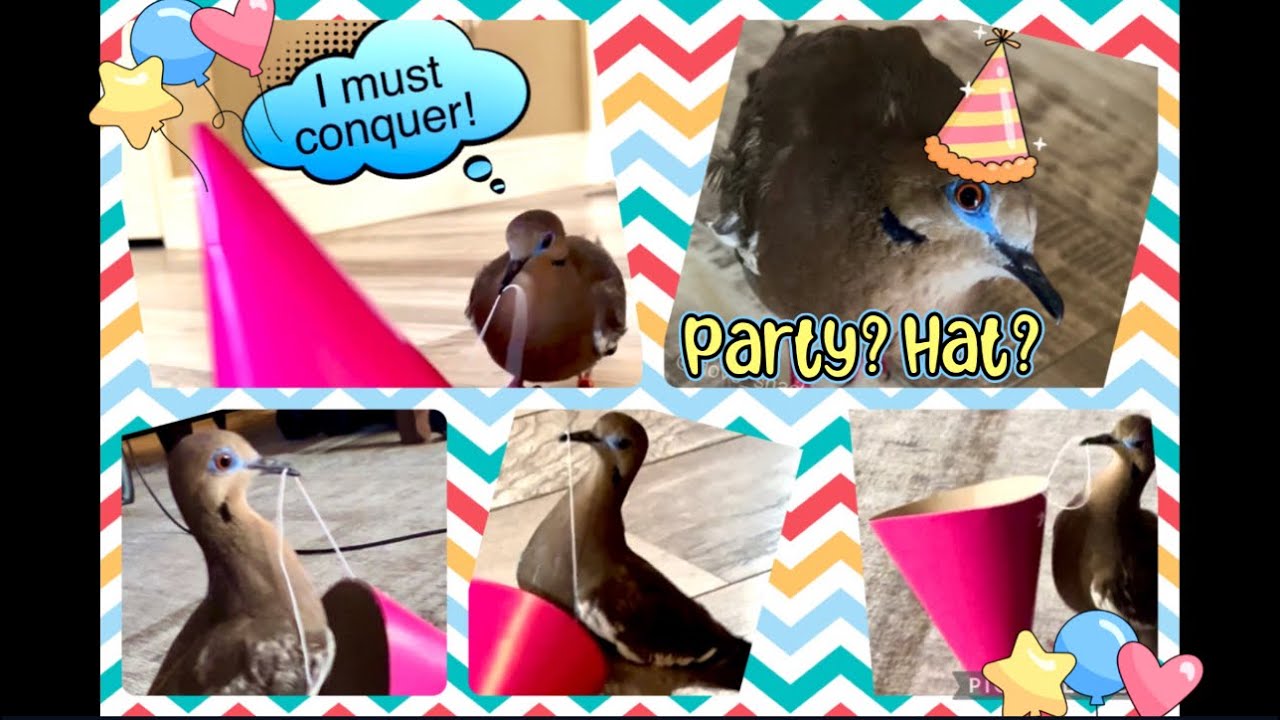 😂 FUNNY BIRD!!! Dovey TAKES a PARTY HAT!!! 🥳 #doves #pigeon #birds # ...