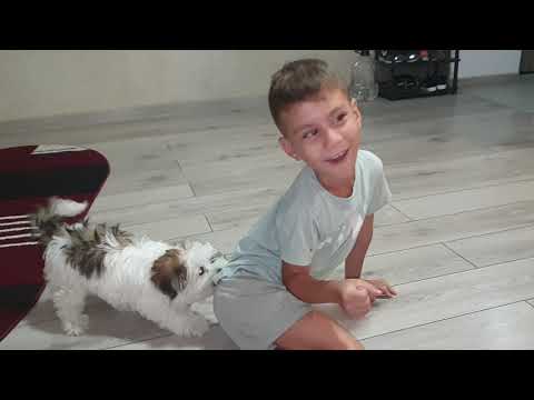 Caine dragut se joaca cu Matei !! - YouTube