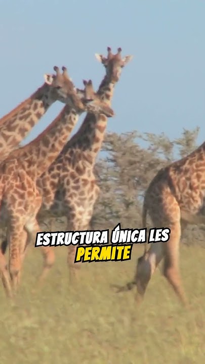 ¿Sabías que las jirafas tienen la misma cantidad de vértebras en el cuello que los humanos ...