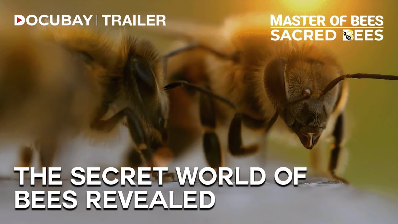 Why Honey Bees Matter For Our Survival? | Master Of Bees: Sacred Bees ...