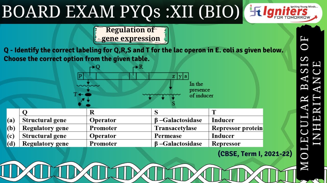 Identify the correct labeling for Q,R,S and T for the lac operon in E ...