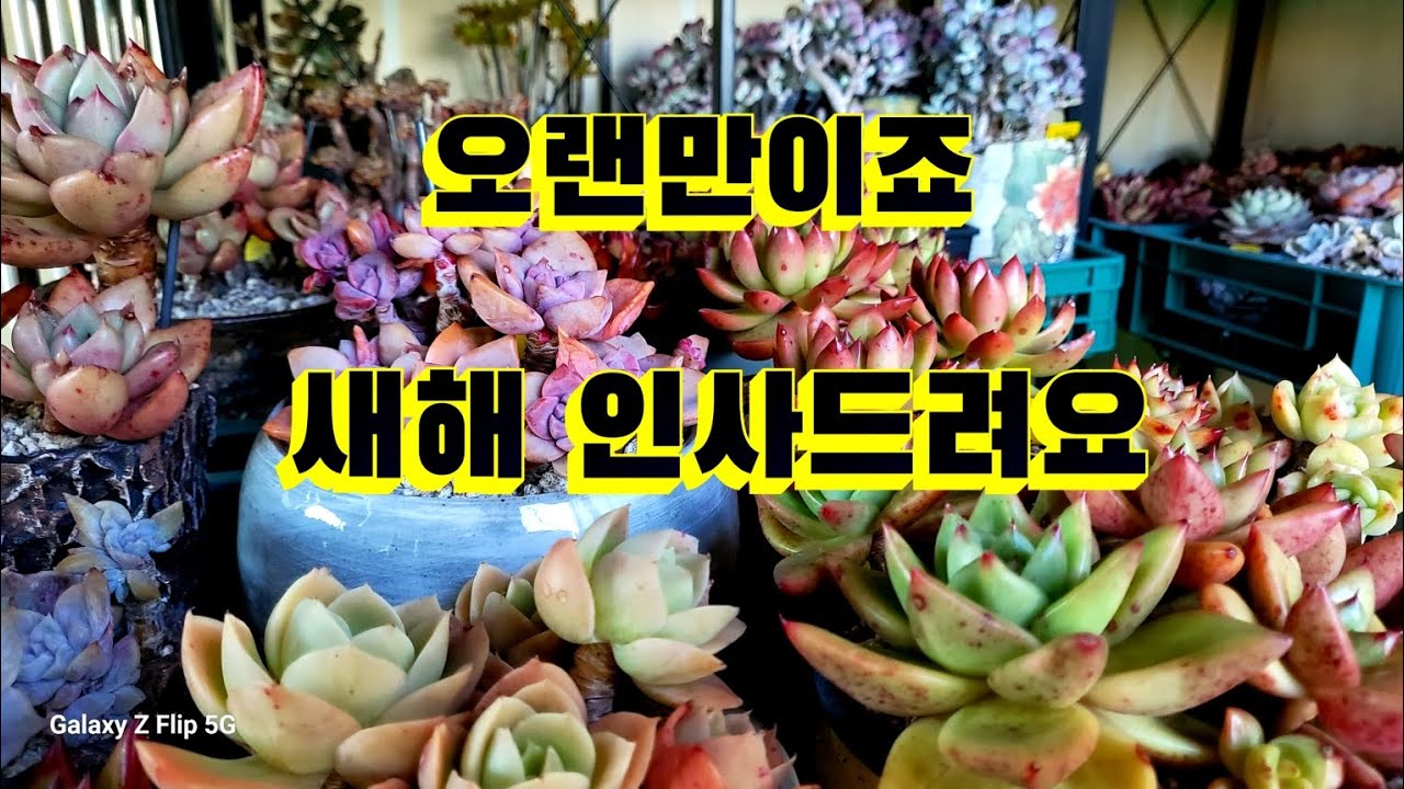 해가 바뀐지가 언제인지 이제야 옥상아이들 인사드려요새해복 많이 받으세요🙇옥상계단다육이베란다다육이겨울철다육이관리