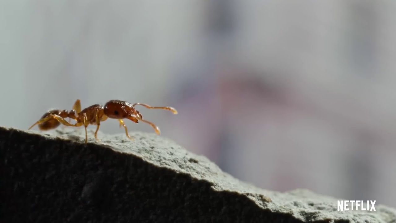 TINY CREATURES Official Trailer Netflix(2020) - YouTube