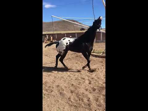 Caballo appaloosa Reparando semental, Appaloosa Horse - YouTube