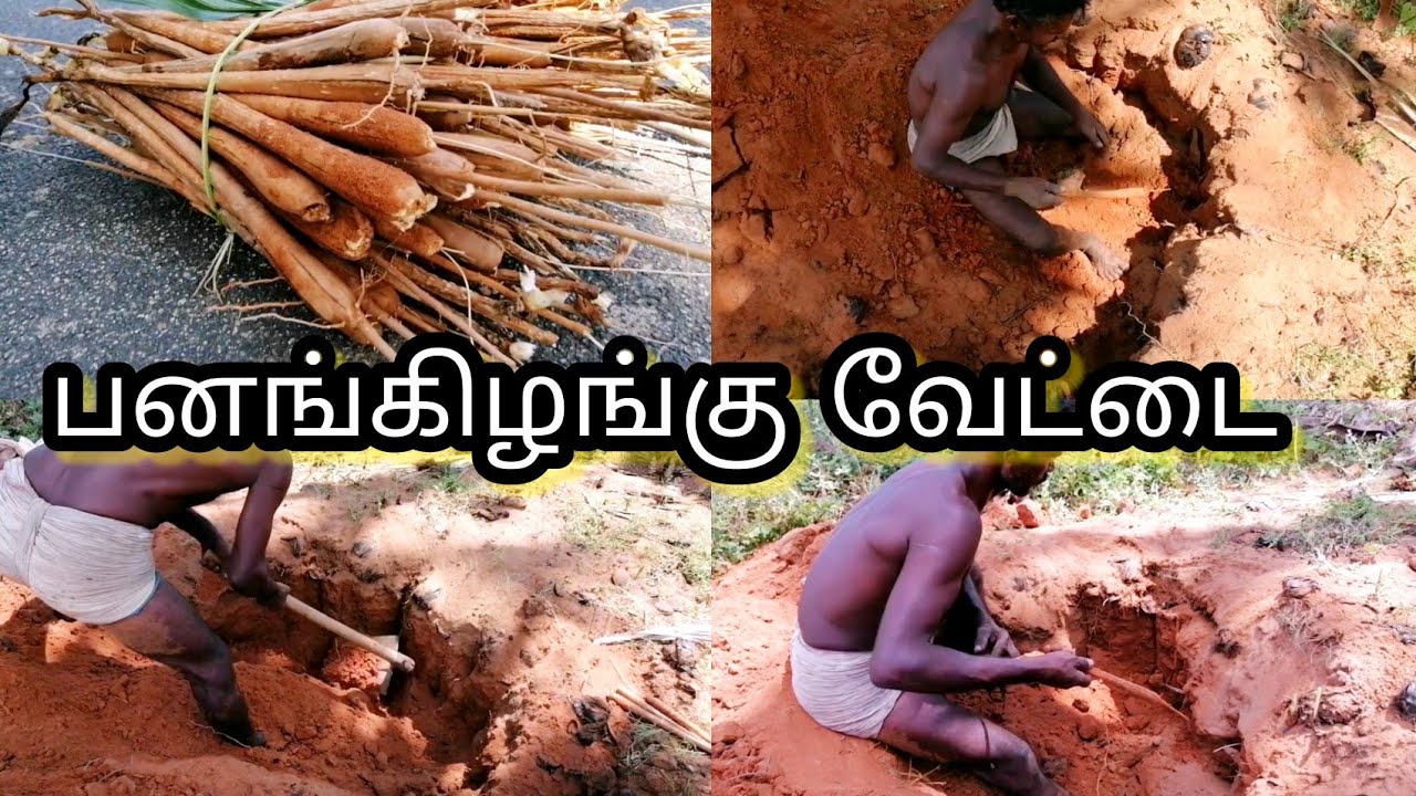 பனங்கிழங்கு வேட்டை | palmyra sprout | panang kilangu |indian famous ...
