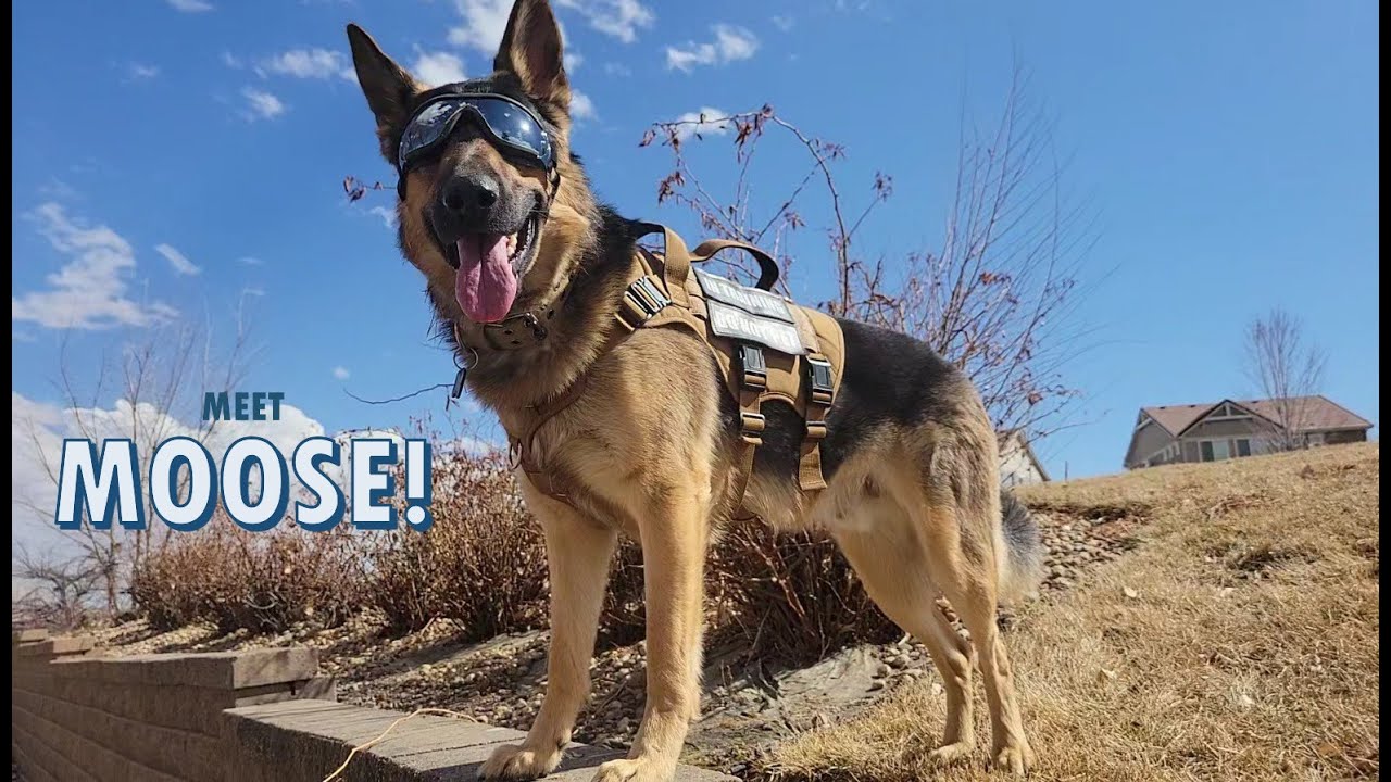 Meet Moose! German Shepherd Dog. - YouTube